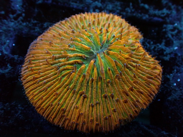 Fungia repanda - Plattenkoralle - Ultra two Tone - WYSIWYG 36c ...