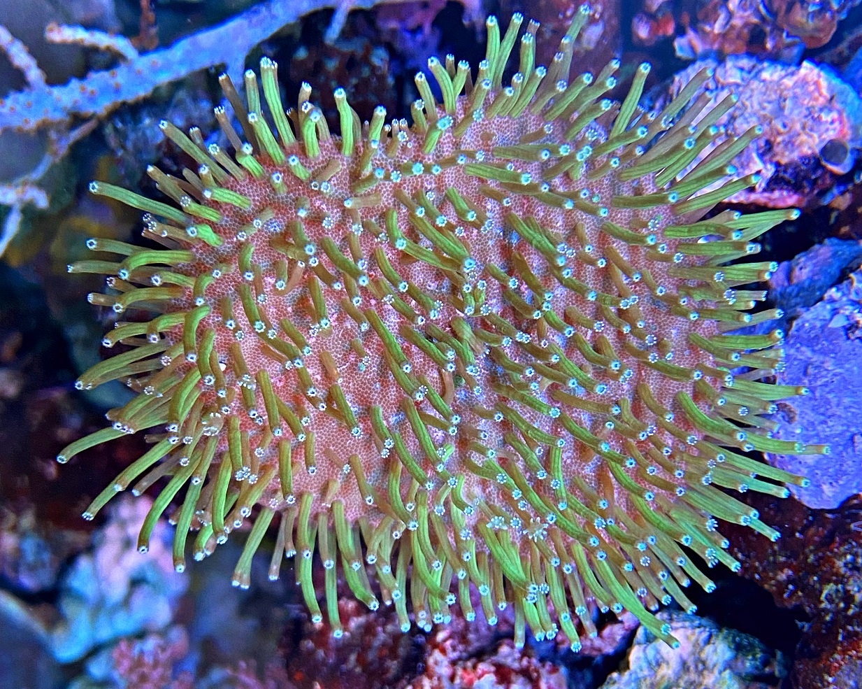Sarcophyton Ehrenbergi - Green Polyps | M | Sarco74.2