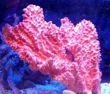 Stylissa sp. kaufen: oranger Schwamm meerwasser