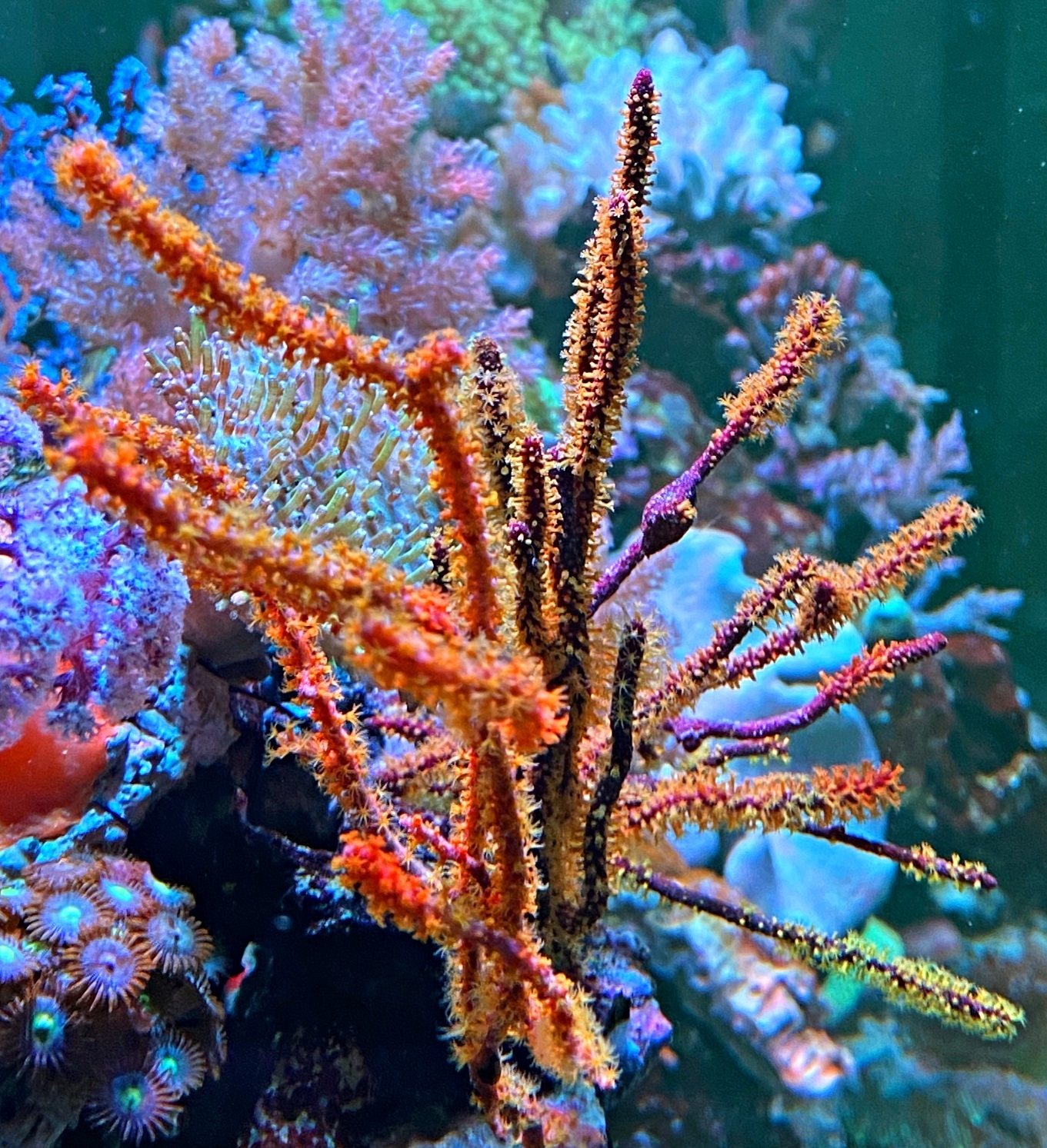 Menella sp. - yellow /orange Polyps | L | fäch5-L