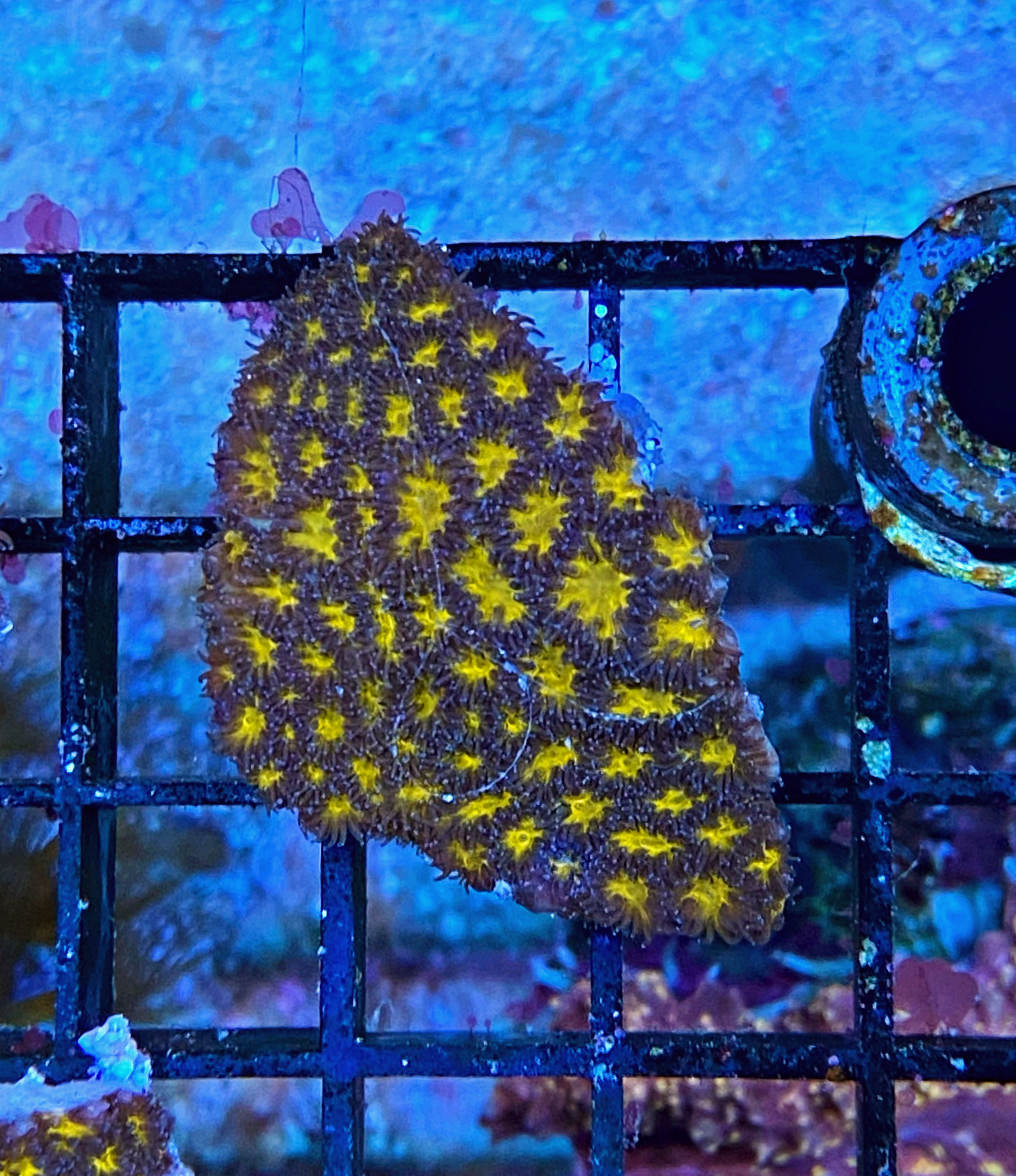 Leptastrea purpurea - Burning Ember - WYSIWYG 413c | WYSIWYG 413c