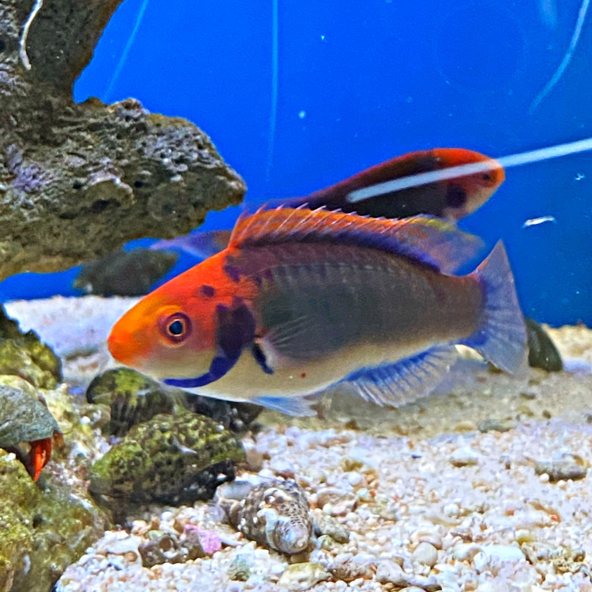 Cirrhilabrus solorensis Rotaugen-Zwerglippfisch | M | lipp 12