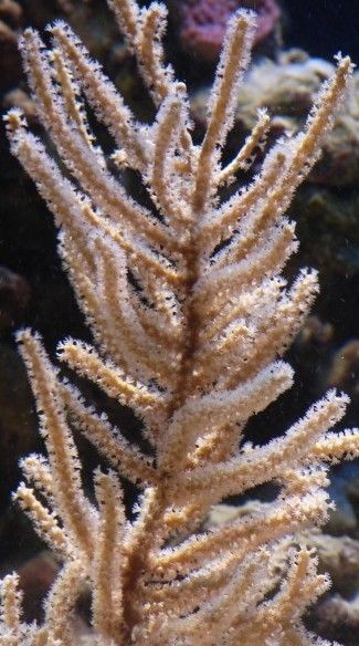 Pinnigorgia sp. - Hornkoralle - Gorgonie | M | Gorg 19