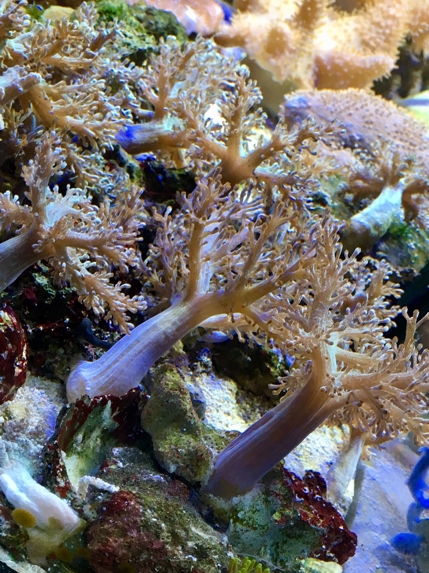 Capnella imbricata - Bäumchenweichkoralle | M | cap2